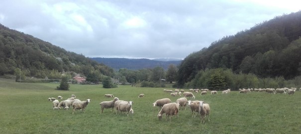 Le Guide des élevages de Brebis Laitières en Auvergne-Rhône-Alpes | FIDOCL Conseil Elevage